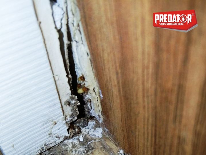 4 Gejala Serangan Rayap yang Harus Diketahui Supaya Tidak Berakibat ...
