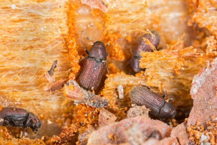 Cara Mengatasi Serangan Kumbang Bubuk Kayu (Teter Kayu) pada Perabot ...