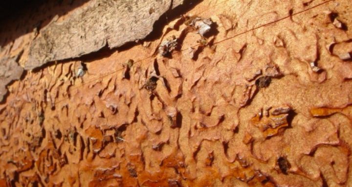 Langkah-langkah dan Pencegahan Teter Kayu yang Perlu Diketahui : Jasa ...